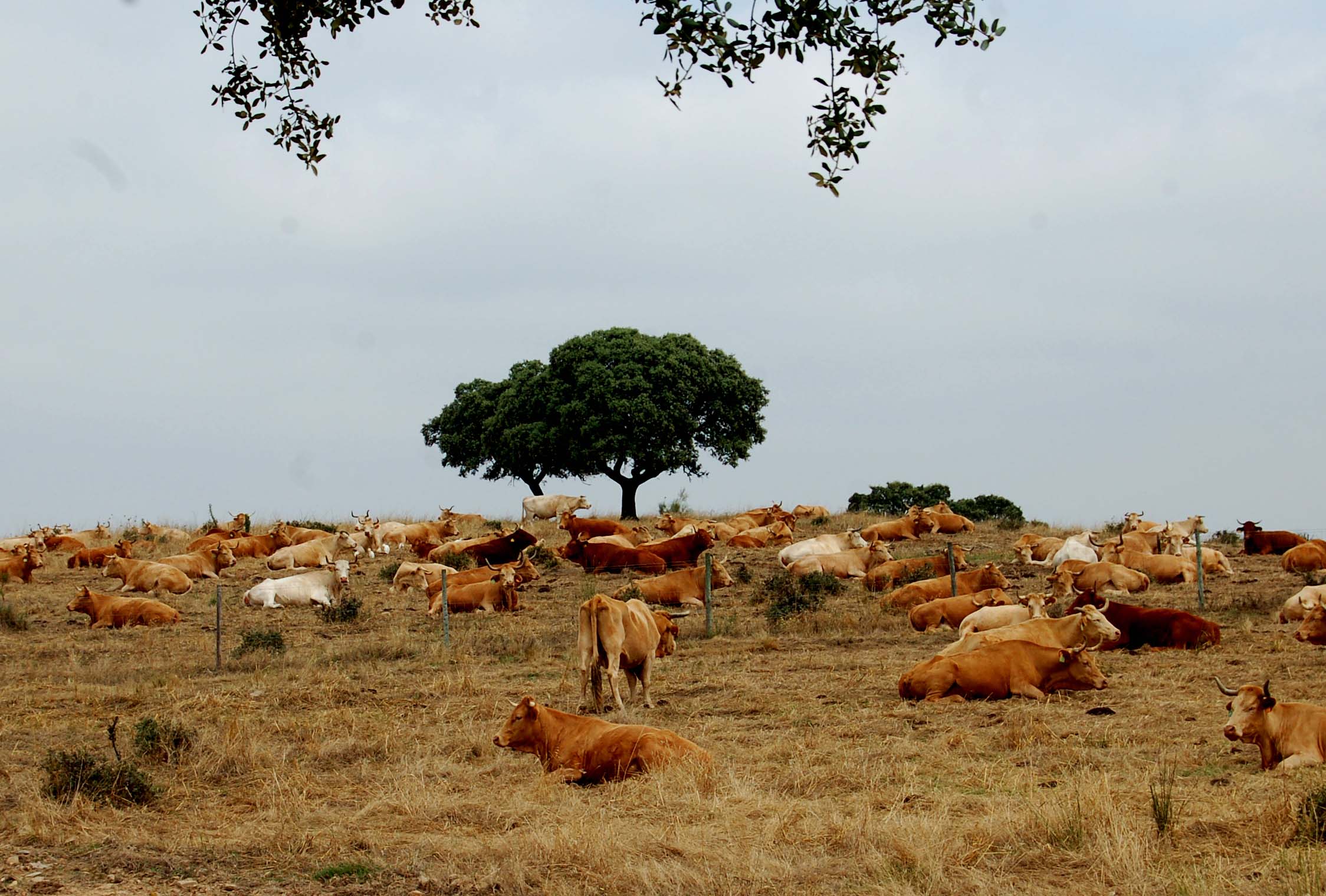 SECA NO BAIXO ALENTEJO AMEAÇA AGRICULTURA E PECUÁRIA | Tribuna Alentejo